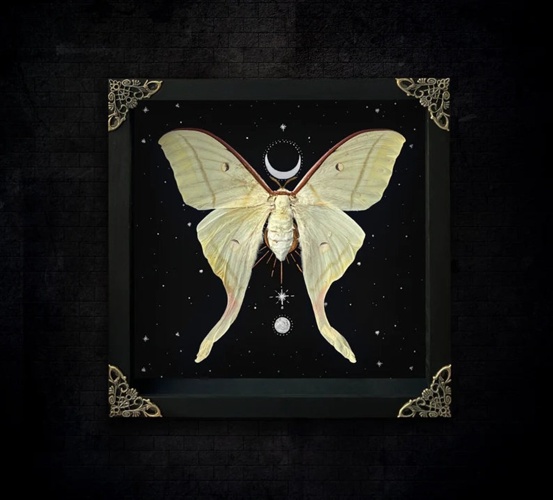 Luna Moth Framed Gothic Moon Witch Wall Display Victorian Goth ...