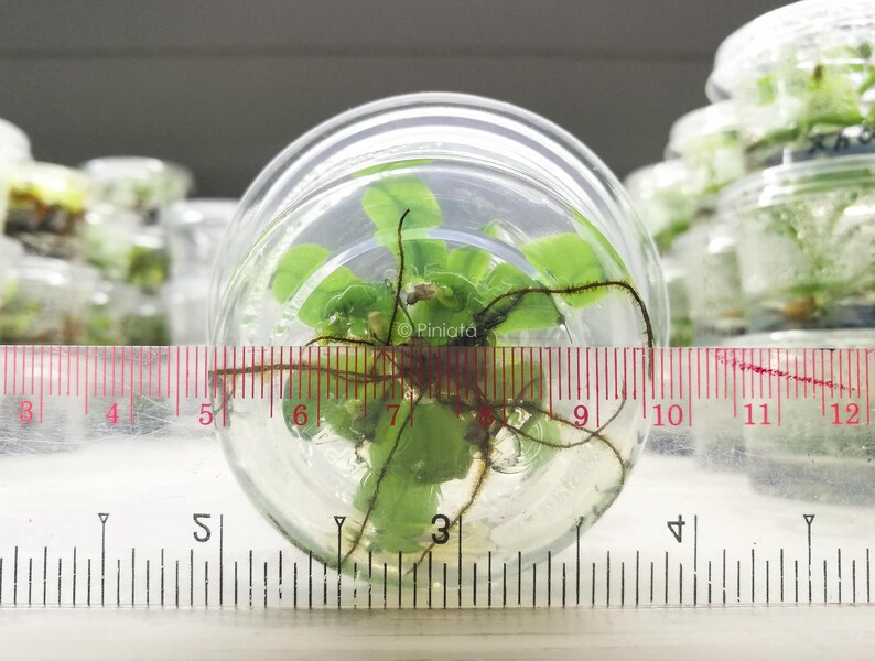 6 Nepenthes Seedlings From Seed, Nepenthes Mira Var Globosa ...