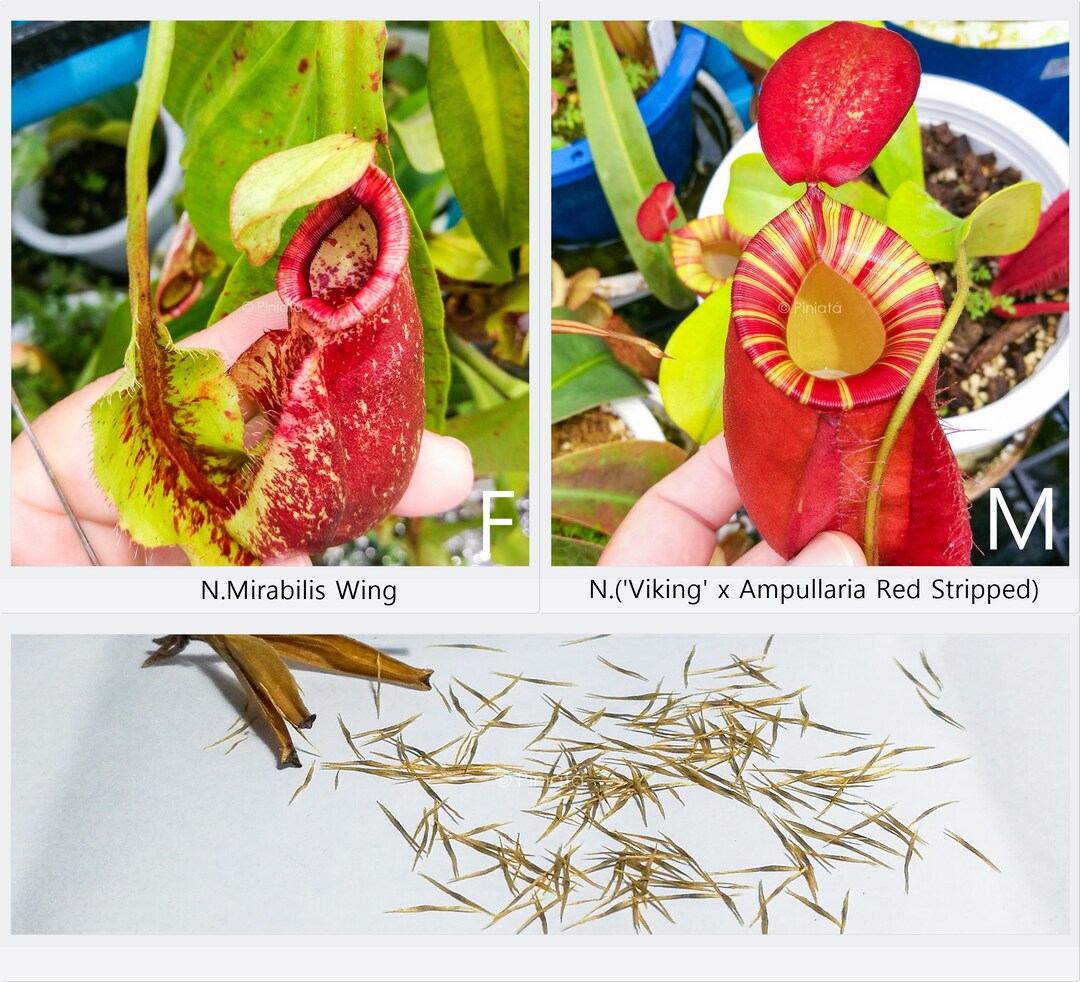 Nepenthes Mirabilis Wing X Viking Ampullaria Red Stripped, 2 Seed Pods ...