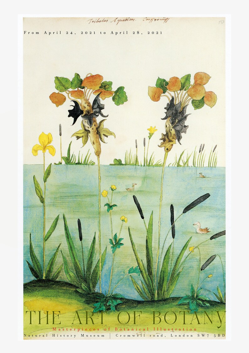 Vintage Botanical Print Home Wall Art Botanical Poster Science Print ...