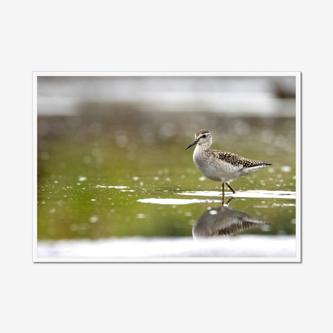 Wood Sandpiper Wildlife Photography Print – Swedish Nature Art - Etsy