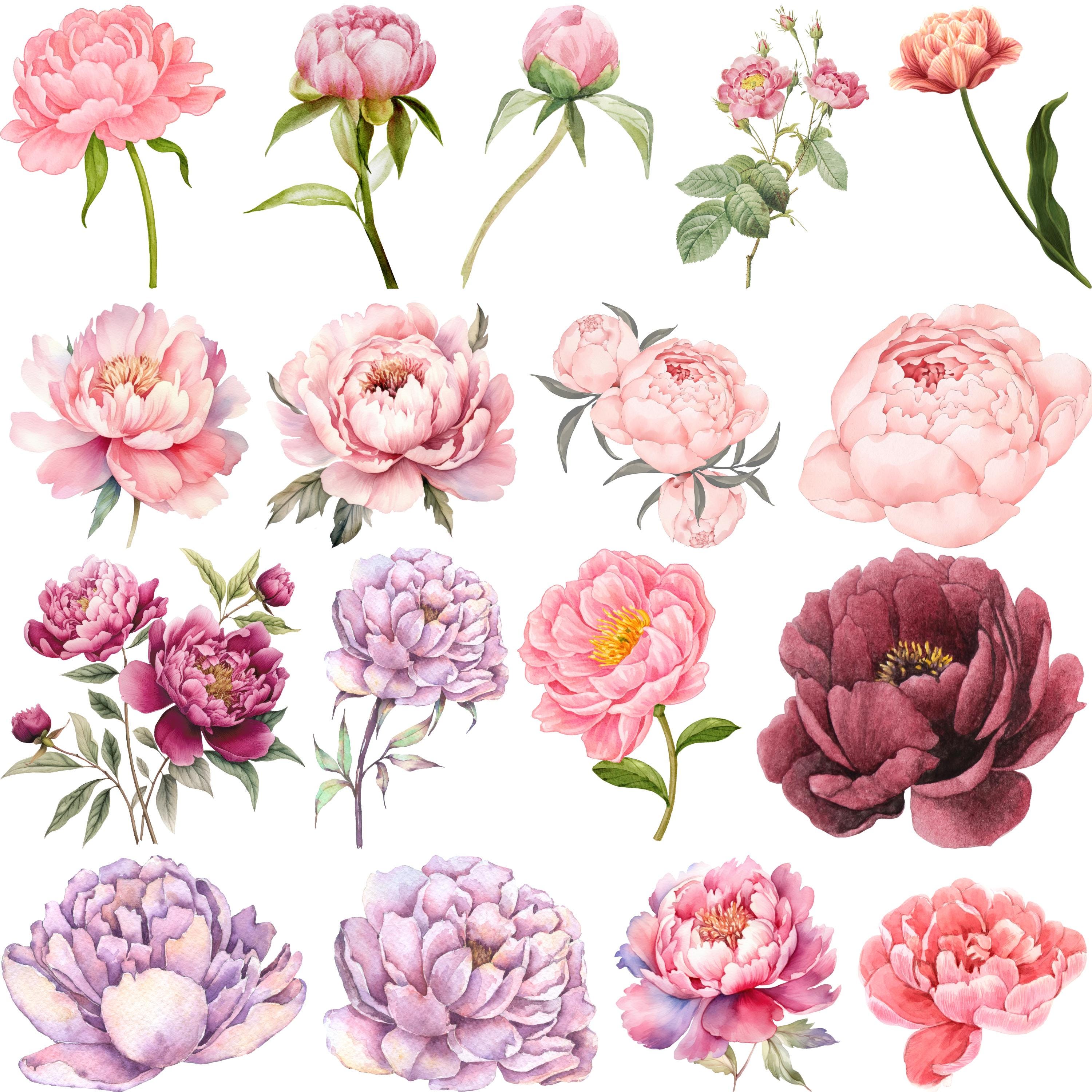Peony SVG Bundle, Peony Vector,peony Cut Files, Peony Flower Svg ...