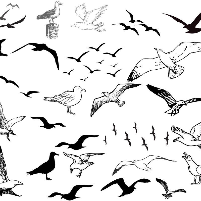Print Seagull Art - Etsy