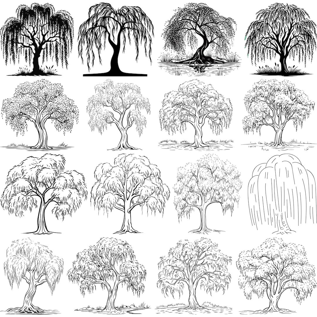 Willow Tree Svg Bundle, Willow Tree Png, Willow Tree Eps, Willow Tree ...