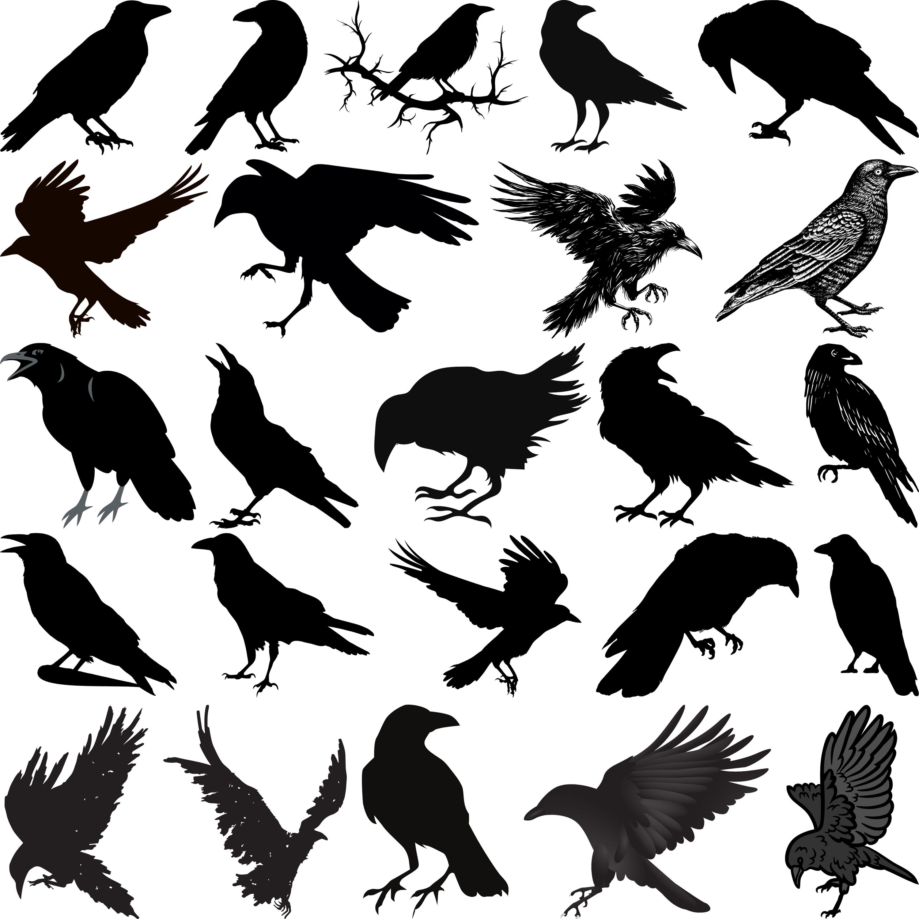 Raven SVG Bundle, Crow Svg Bundle, Raven Clipart, Raven SVG Cut Files ...