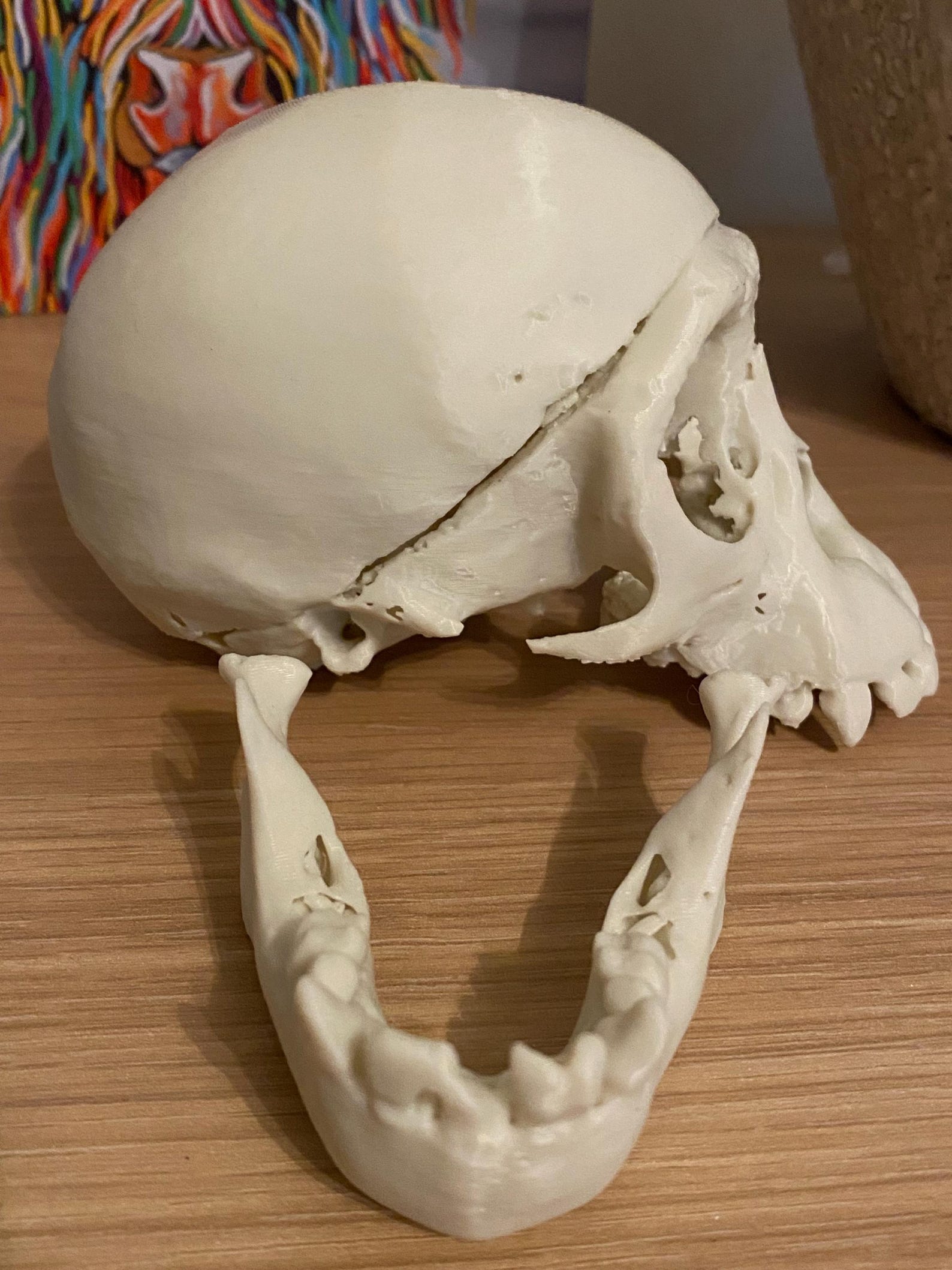 Replica Chimpanzee Skull Artificial Animal Bones Taxidermy Oddity - Etsy