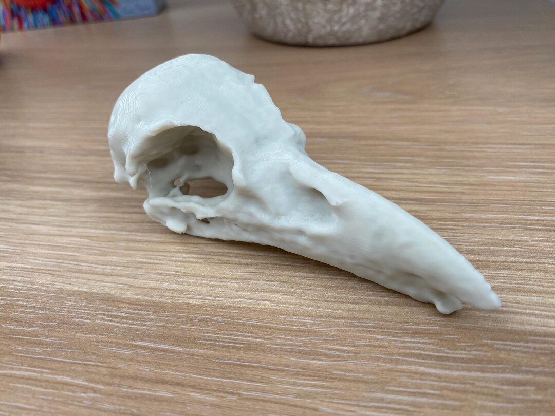 Artificial Raven Skull Animal Bones Halloween Taxidermy Skulls Oddity ...