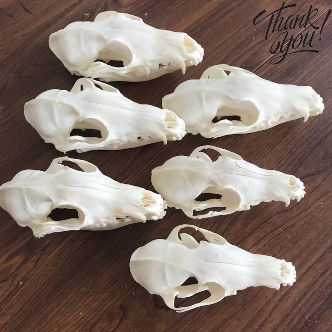 Exquisite Real Fox Skull Bone Specimen Cleaned and Bleached Unique ...