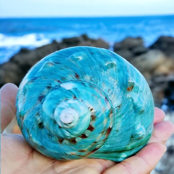 Large Shell - Etsy