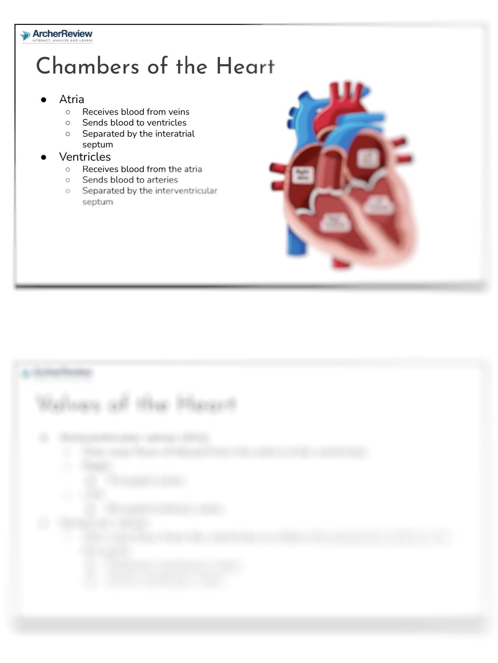 Archer Med Surg Cardiovascular Study Guide - Etsy