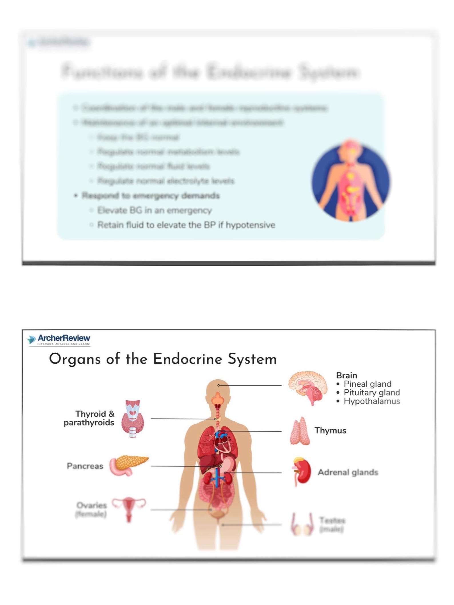 Archer Med Surg Endocrine Study Guide - Etsy
