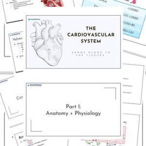 Archer Med Surg Cardiovascular Study Guide - Etsy