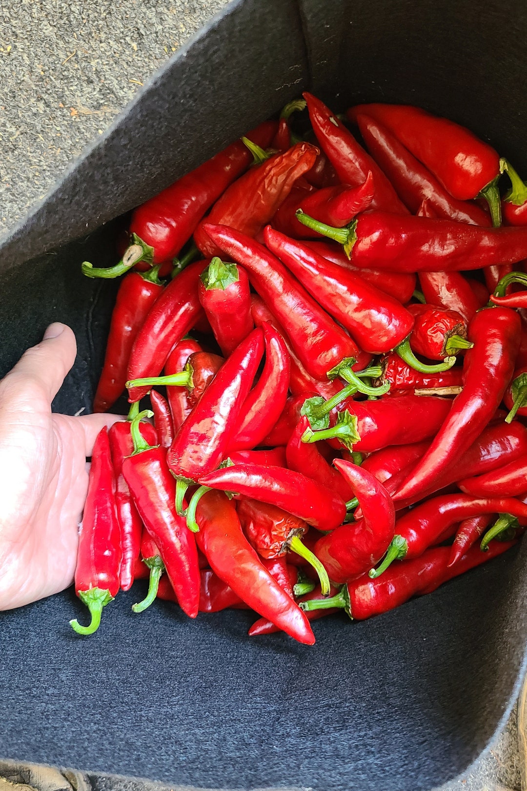 Organically Grown Hungarian Magyar Paprika Pepper Seeds - 60+ Seeds - Etsy