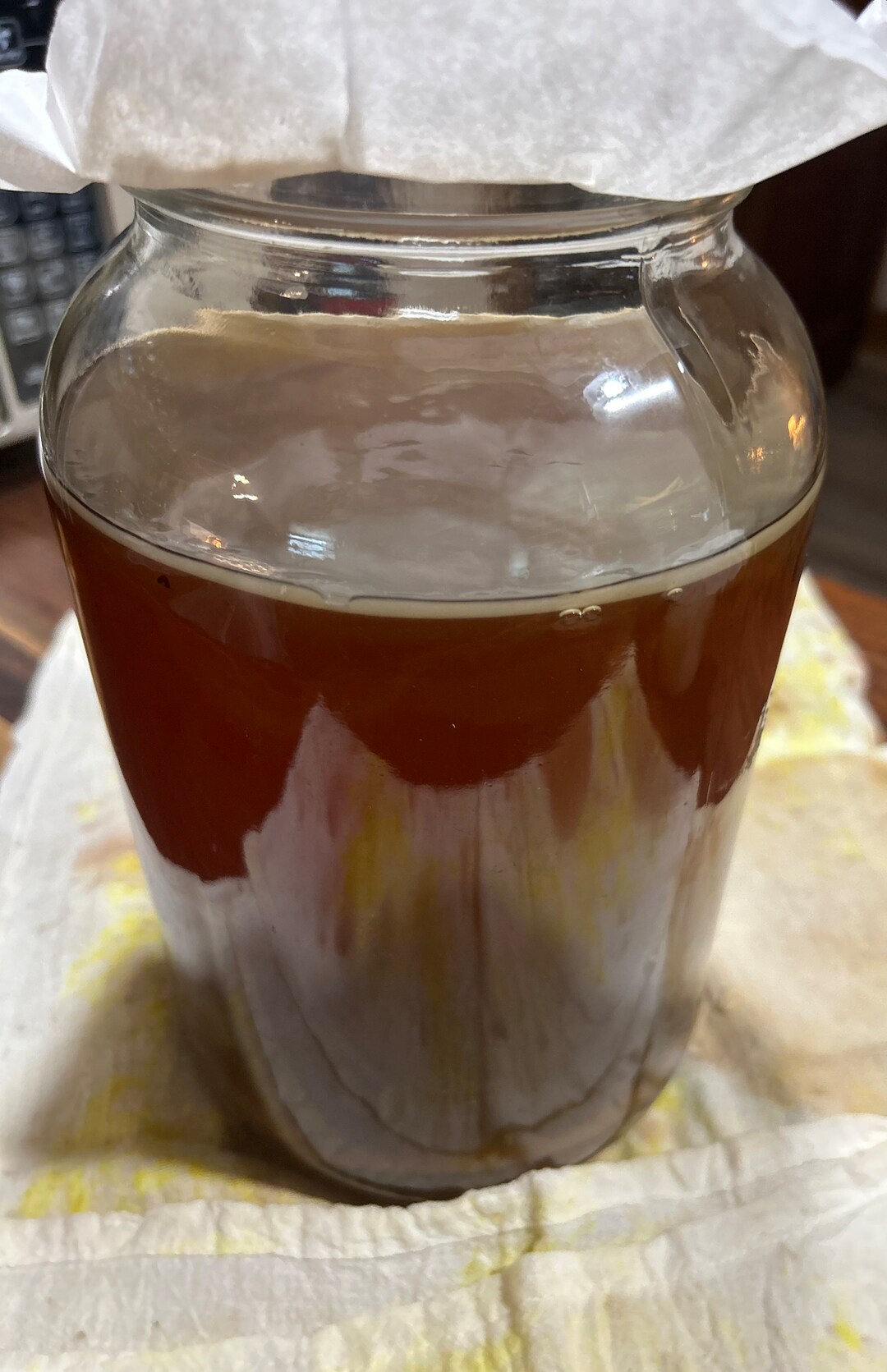 Organic Kombucha Magic: SCOBY & Starter Kit for DIY Brewing Bliss! - Etsy