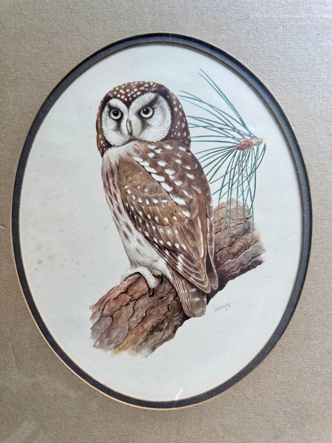 Vintage Owl in Pine Tree Print by R.A. Vowles in Wooden Frame 13x16 ...