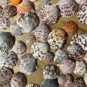 Calico Scallop Shells, Sanibel, Captiva - Etsy