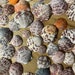Calico Scallop Shells, Sanibel, Captiva - Etsy