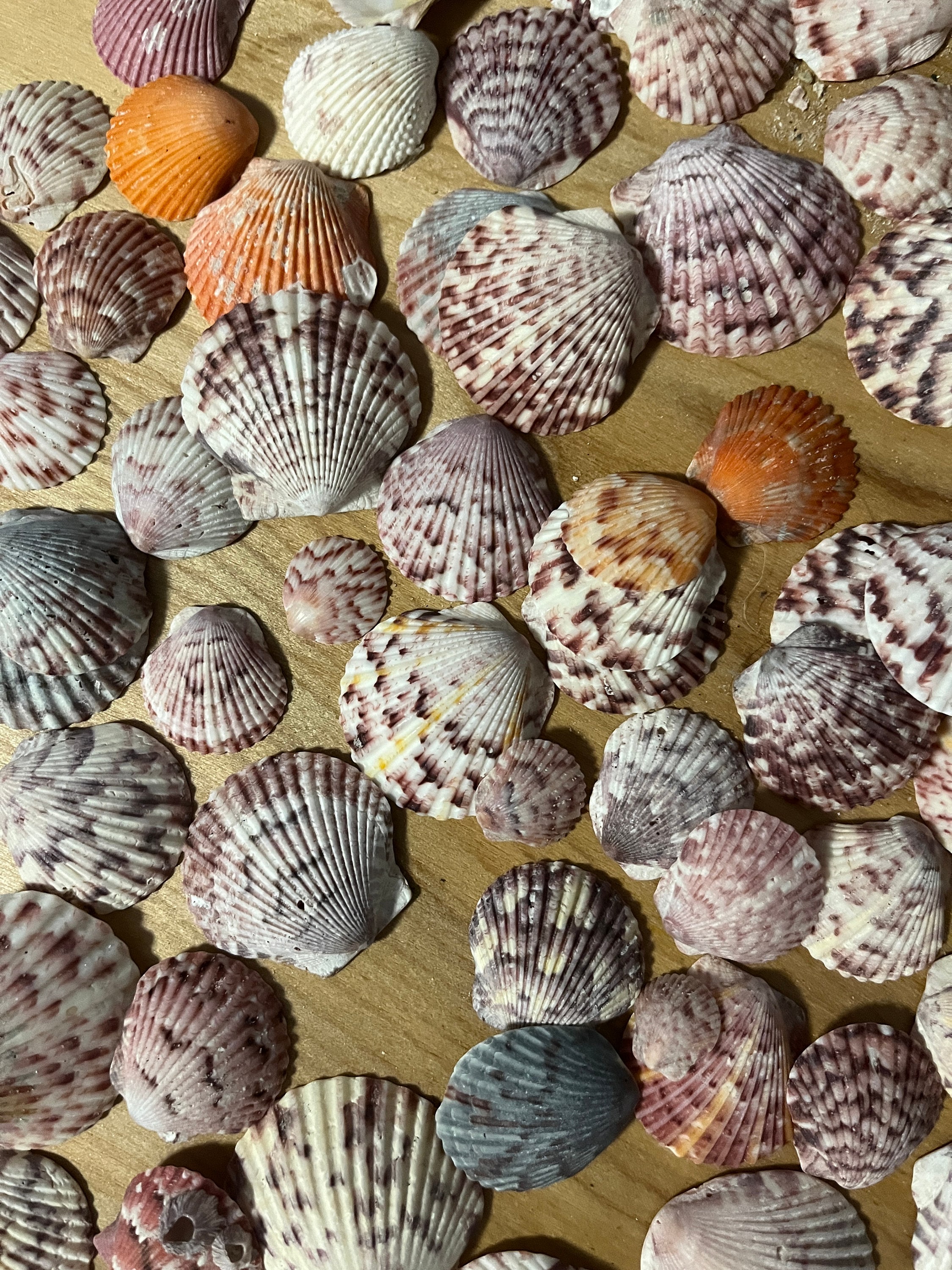 Calico Scallop Shells, Sanibel, Captiva - Etsy
