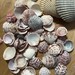 Calico Scallop Shells, Sanibel, Captiva - Etsy