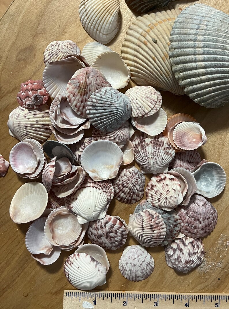 Calico Scallop Shells, Sanibel, Captiva - Etsy