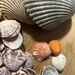 Calico Scallop Shells, Sanibel, Captiva - Etsy
