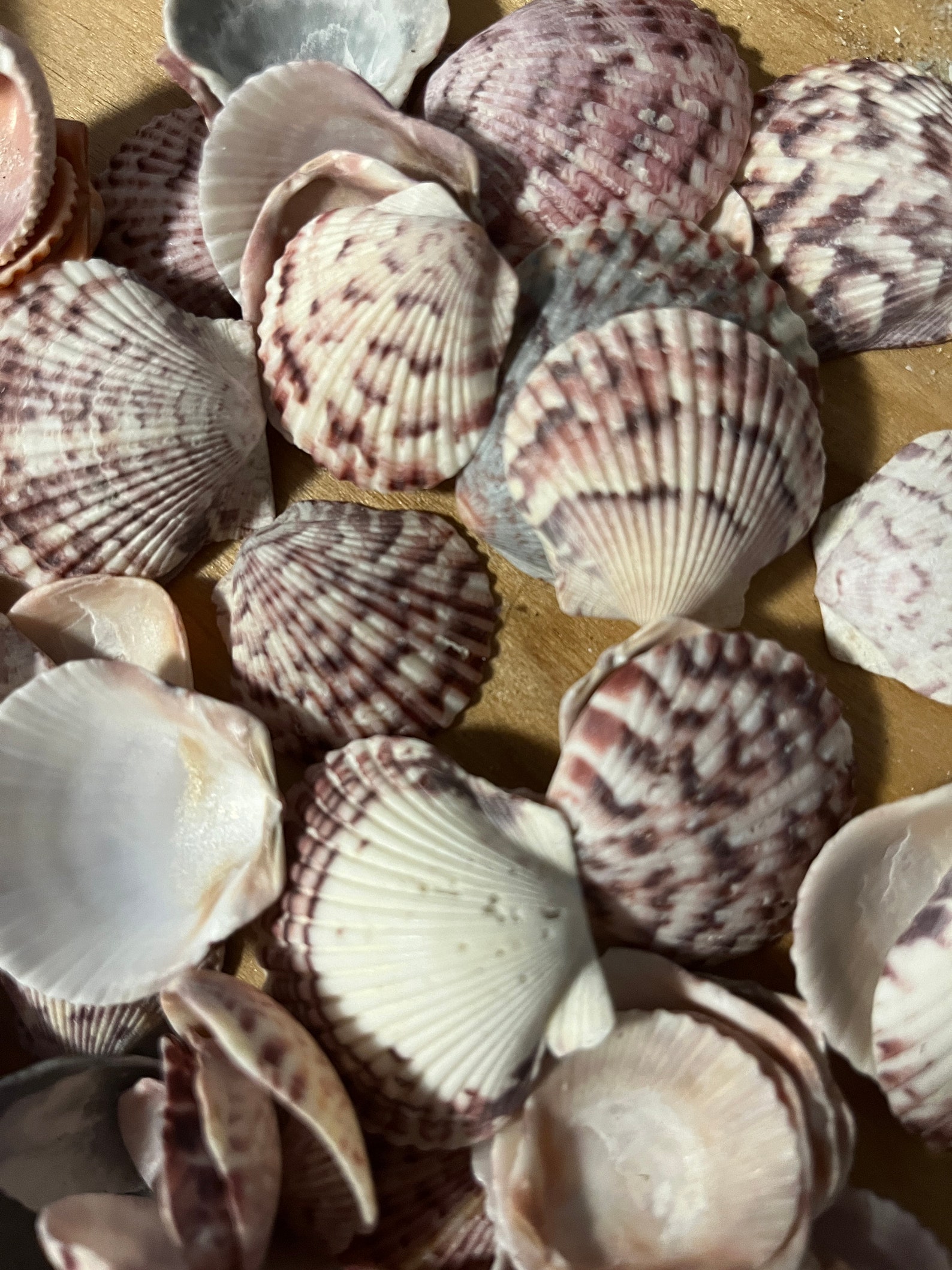Calico Scallop Shells, Sanibel, Captiva - Etsy