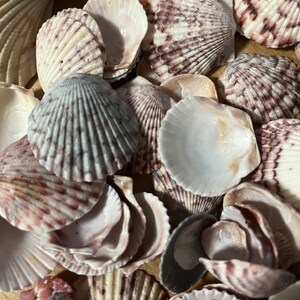 Calico Scallop Shells, Sanibel, Captiva - Etsy