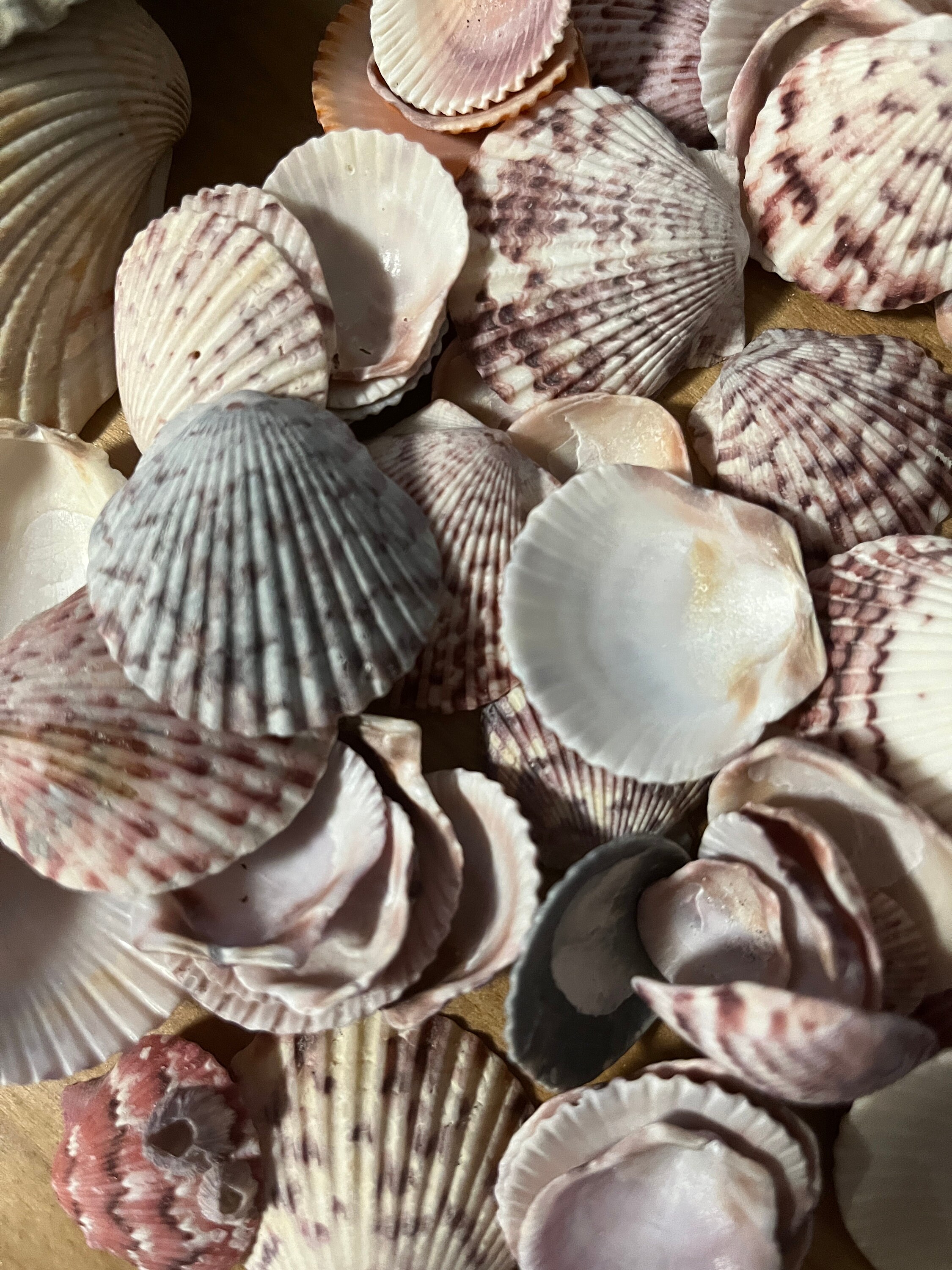 Calico Scallop Shells, Sanibel, Captiva - Etsy