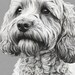 Cockapoo Line Drawing Prints, Greyscale, Wall Art, Digital Downloads ...