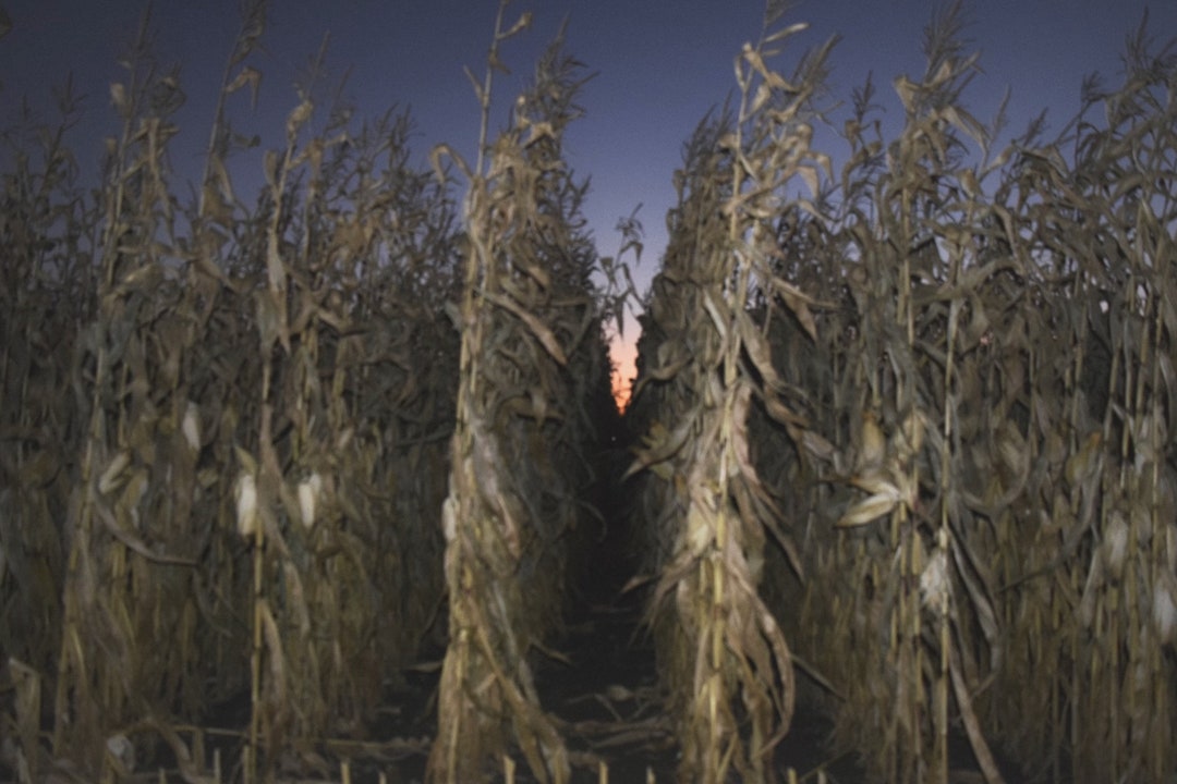 Cornfield Print - Etsy