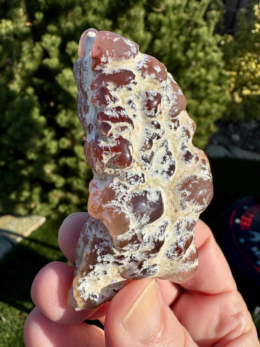Pink Limb Casts From Texas Springs, Nevada | Specimen Tumbled ...
