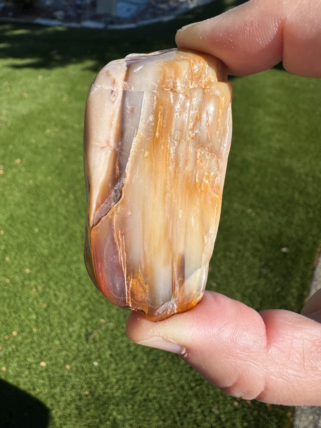 Petrified Wood From Saddle Mountain, Washington (official State Rock ...