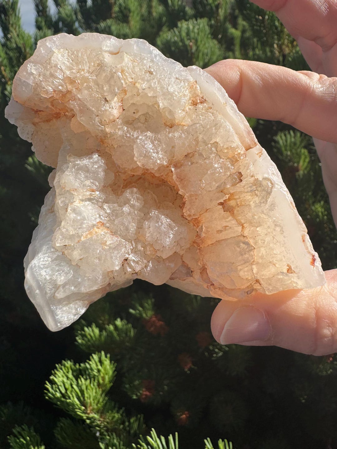 Oregon Limb Cast With Crystal Center: Congleton Hollow Fossil - Etsy