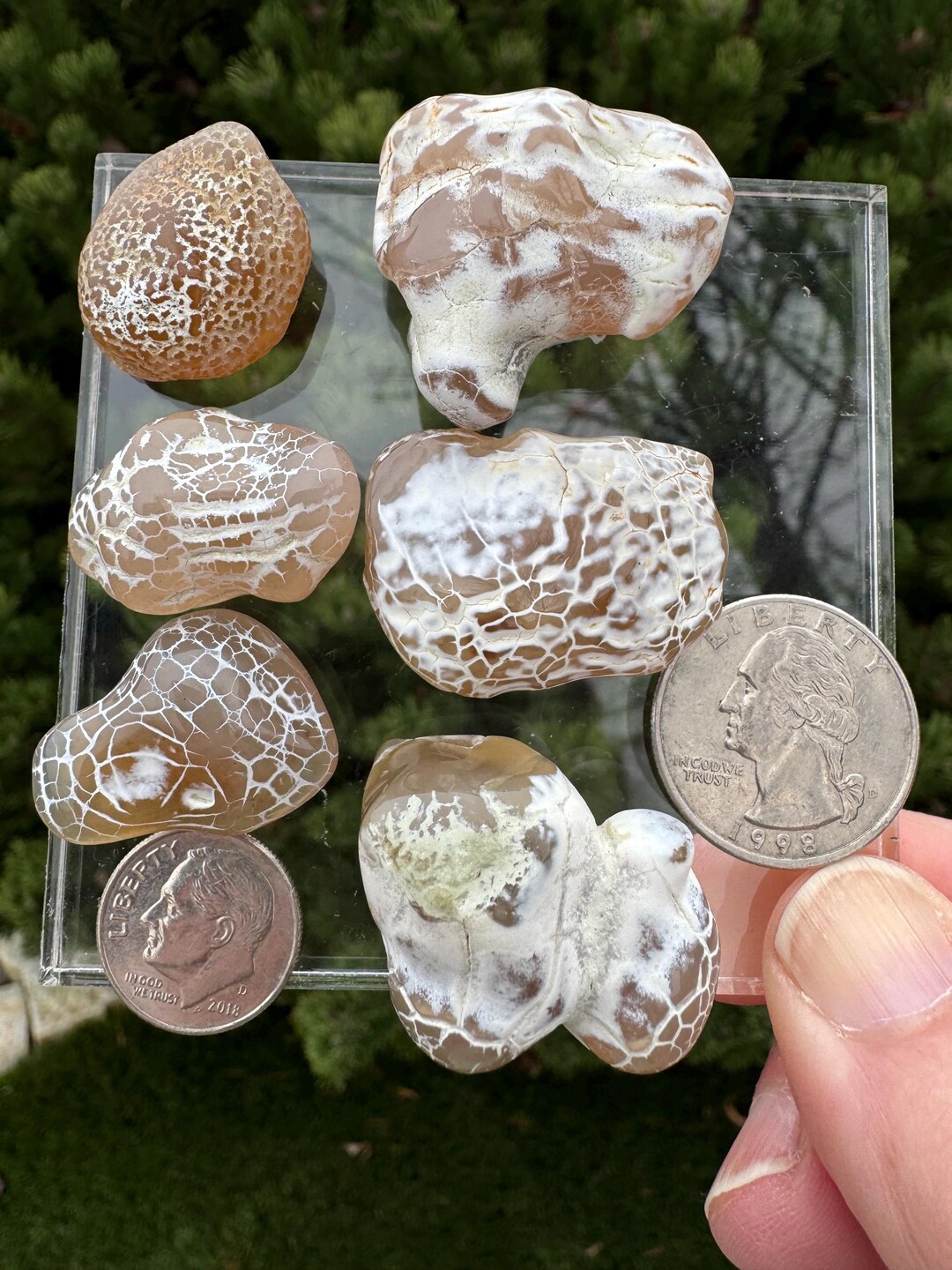 Snakeskin Agate, Tumbled Volcanic Stones From Rome, Oregon ...