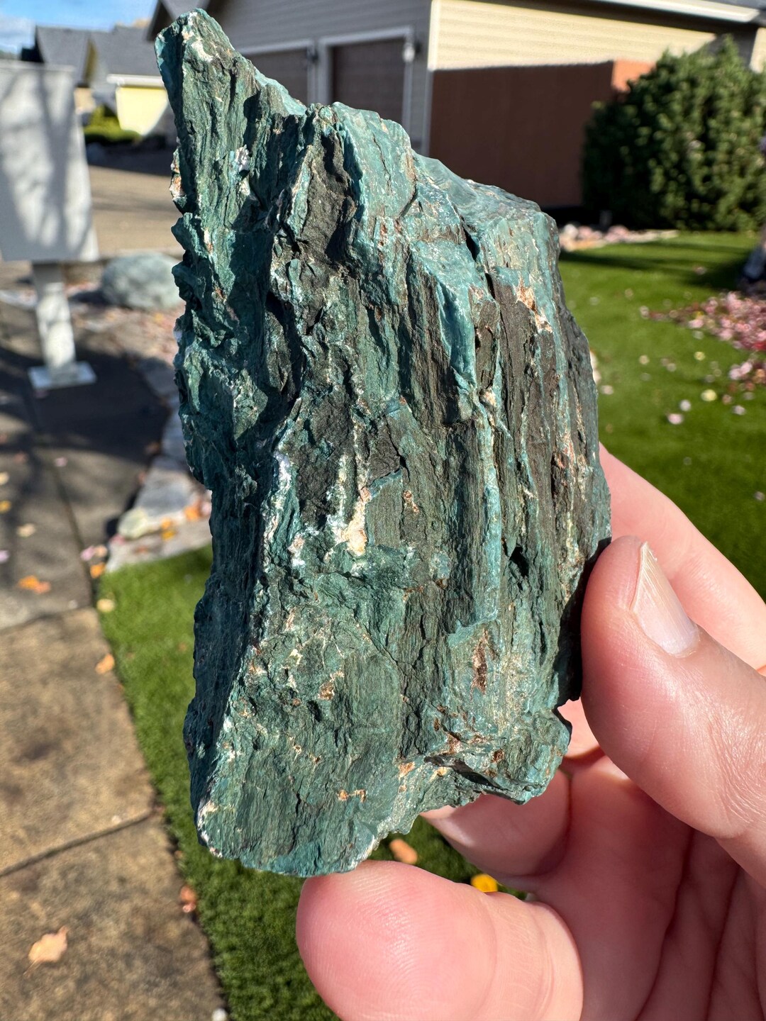 Petrified Wood Fossil, Collected From Hampton Butte, Oregon. Nice Grain ...