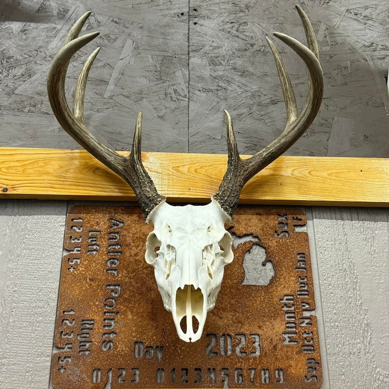 European Mount - Etsy