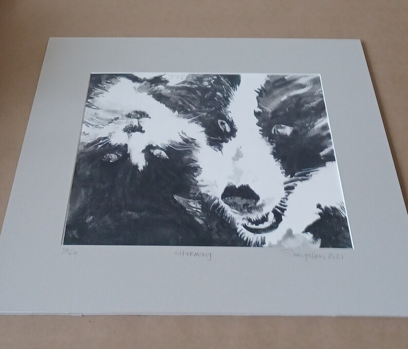 Harmony is a Ltd Print of a Border Collie Juxtaposed With a Tuxedo Cat ...