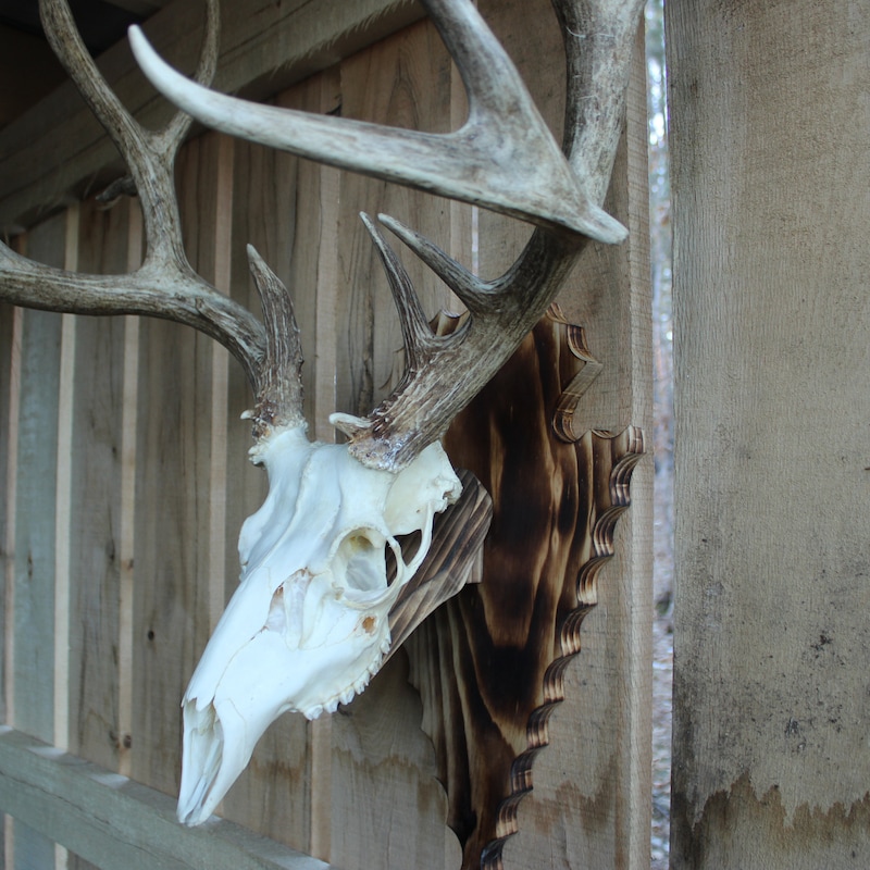 European Mount - Etsy