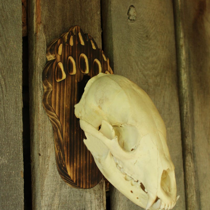 Bear Skull - Etsy