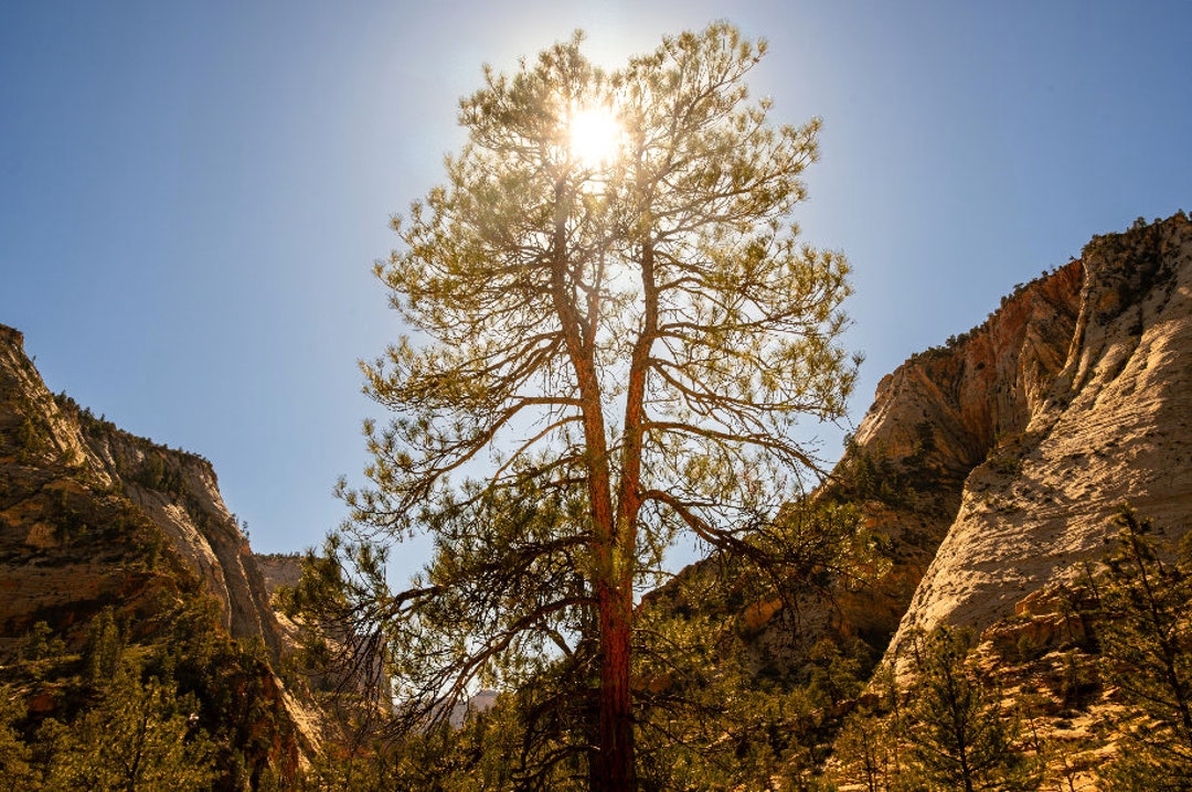 Zion National Park 2 - Etsy