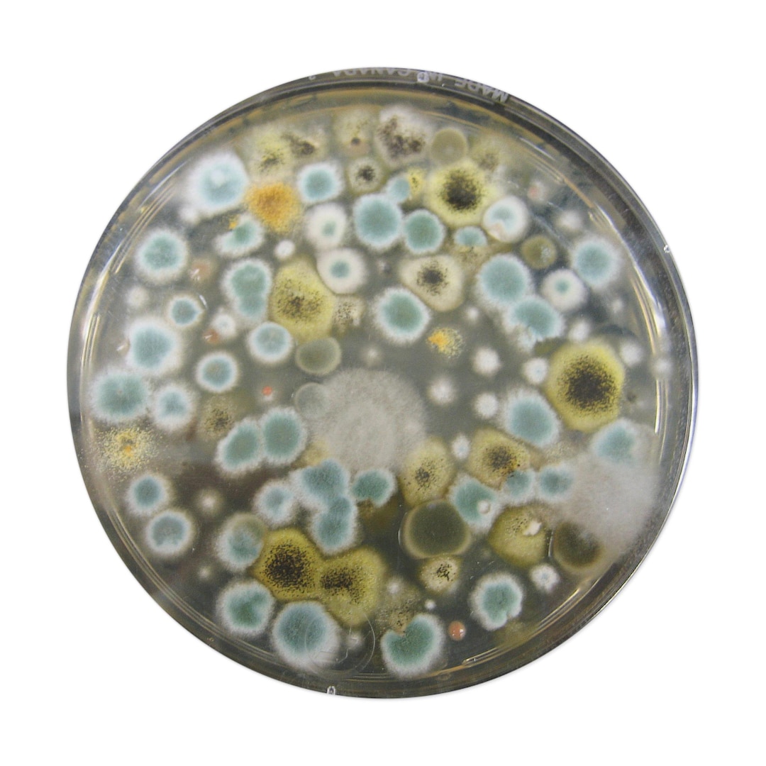 Biology Vinyl Stickers, Petri Dish Science Gen Z Car Aesthetic Decals, Cute Car Decor, Pfp Icon ...