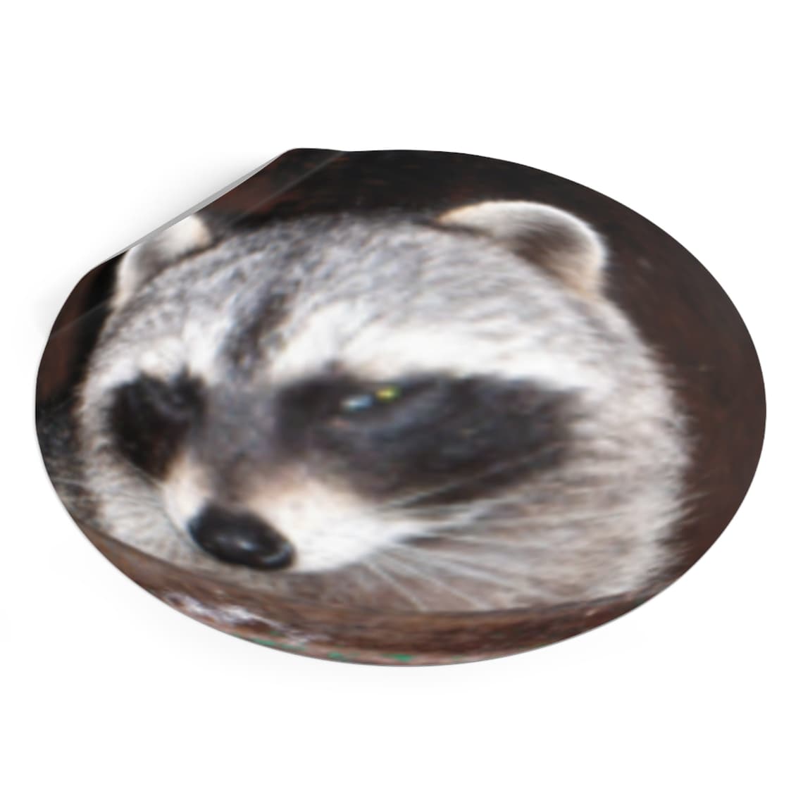 Quirky Raccoon Fisheye Meme Sticker for Car Gas Tank - Etsy