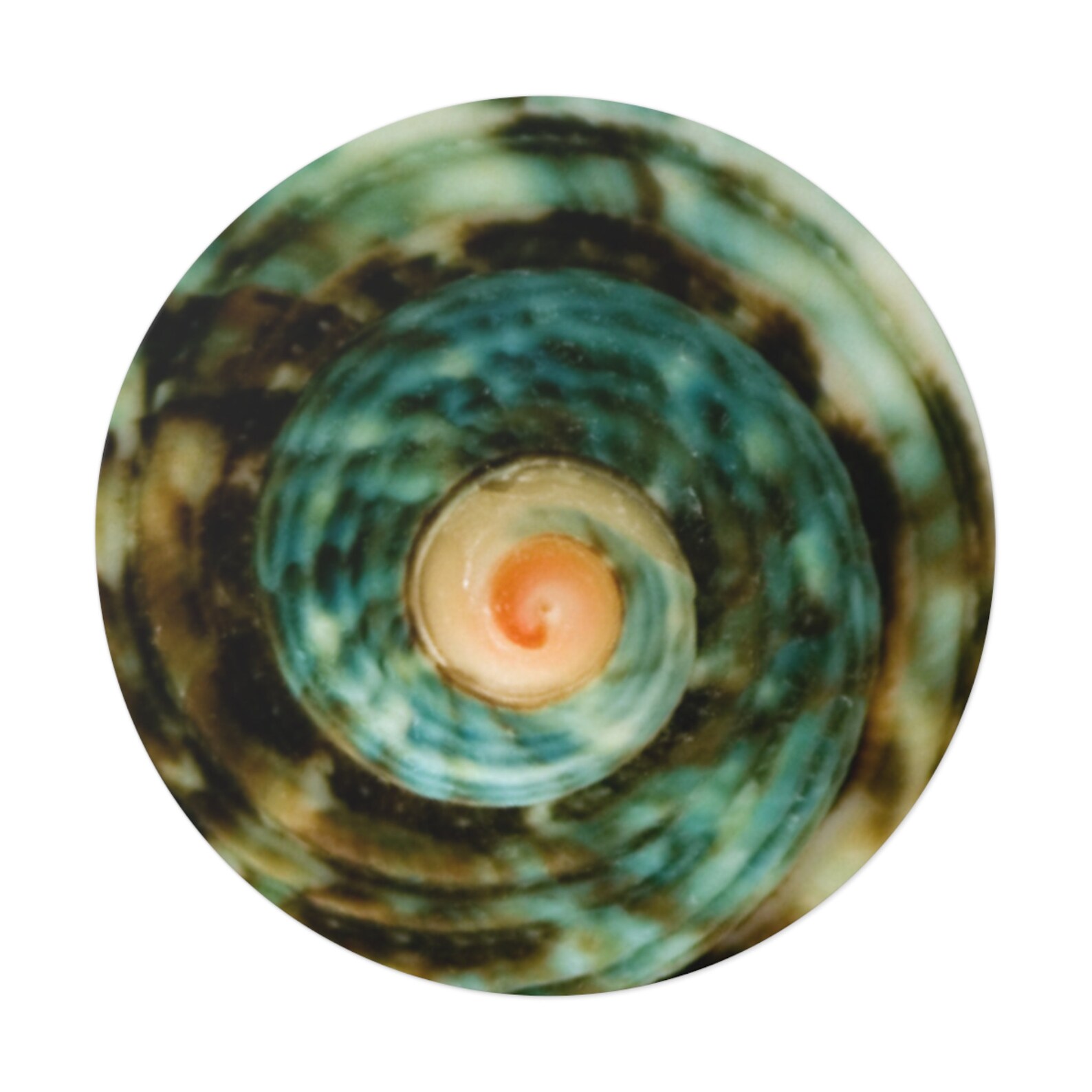 Shell Circle Pfp Gas Tank Sticker - Etsy