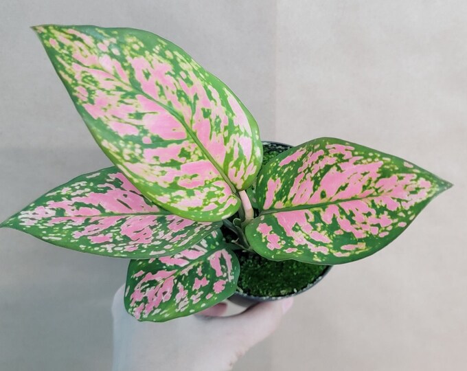 4 Inch -dark Pink Lady Valentine Aglaonema | Pink Splash Variegated ...