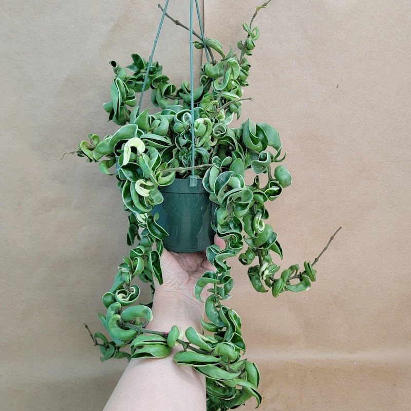 Variegated Hindu Rope Hoya - Etsy