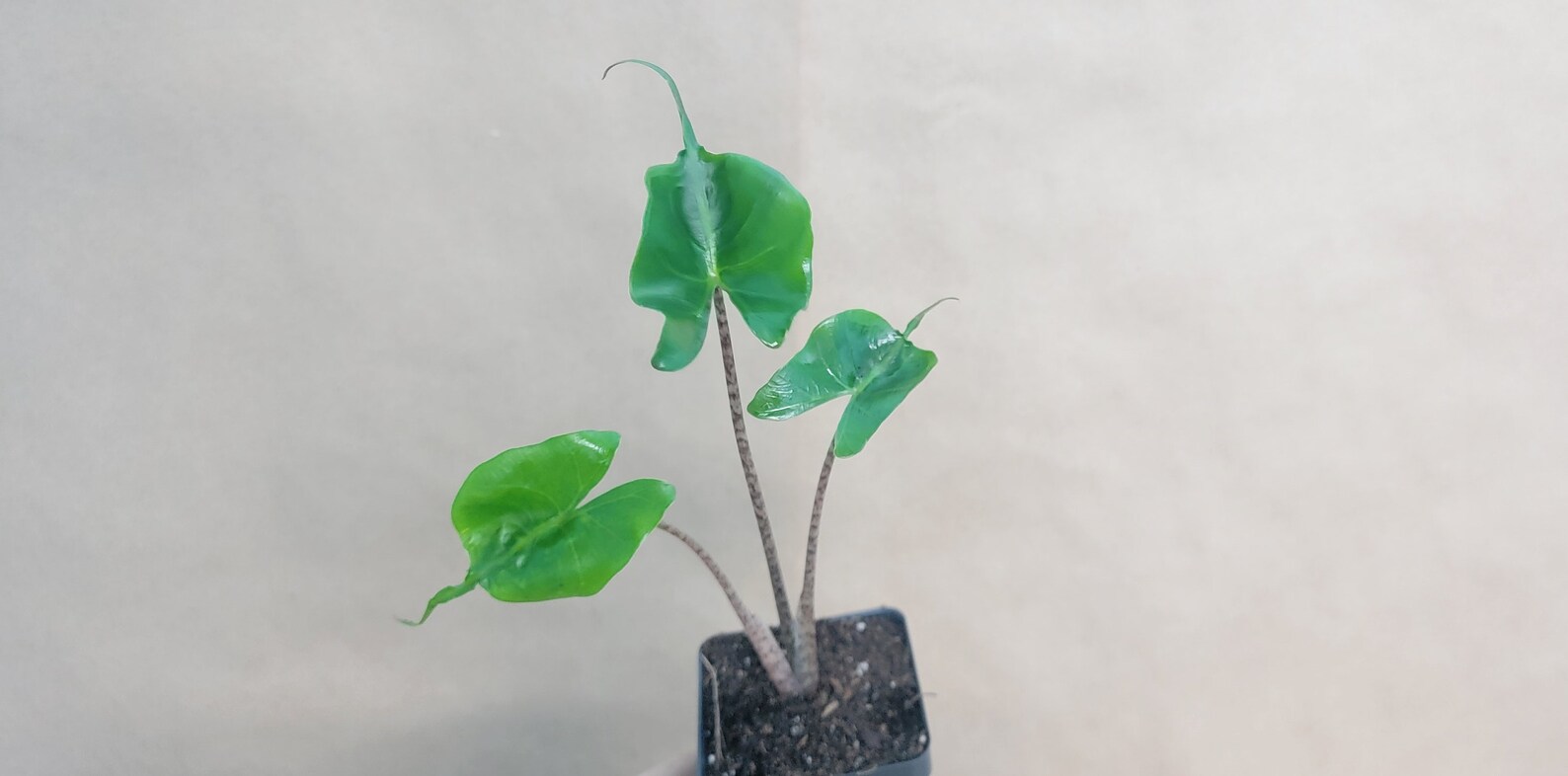 Alocasia Macrorrhiza Stingray Plant Live Rare Indoor Houseplants - Etsy