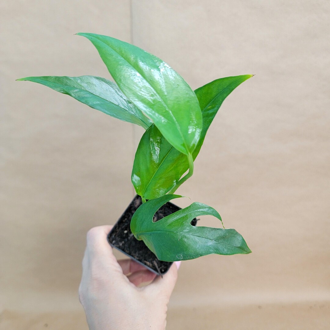 Rare Baltic Blue Pothos Plant: Easy Care Indoor Vine - 3" Pot - Etsy