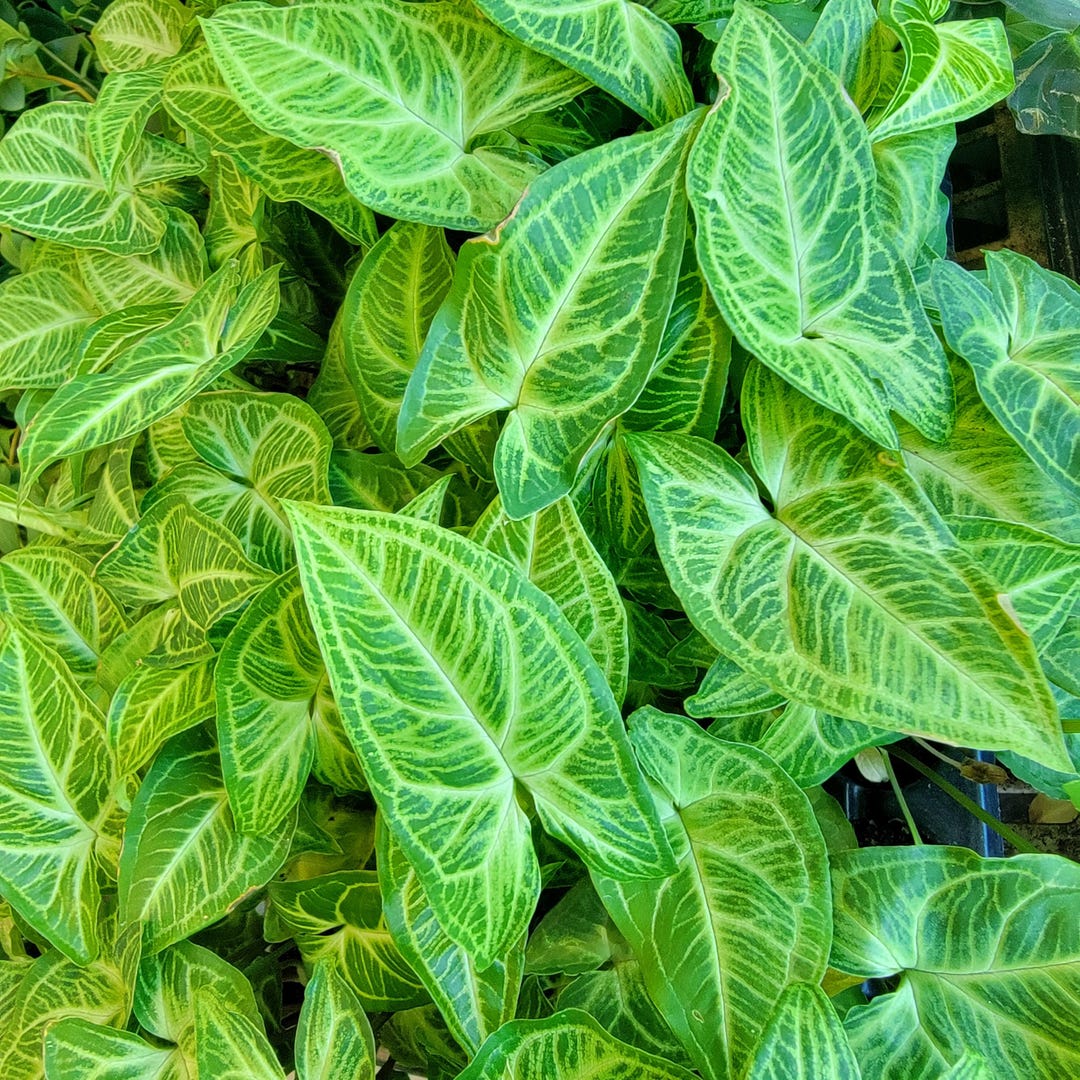Syngonium Batik, Batik Arrowhead, Nephthytis Plant Live Rare Indoor ...