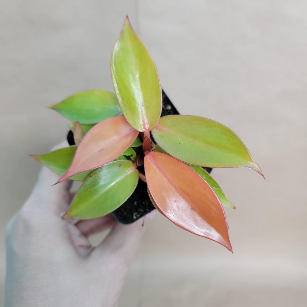 Philodendron Red Sun , Prismacolor Sun Red Philodendron Live Rare ...