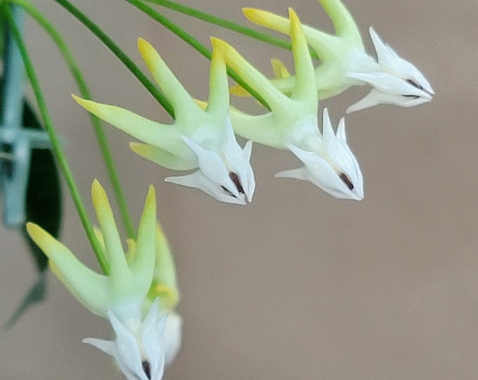 Hoya Multiflora Shooting Star Plant Live Rare Indoor Houseplants in 4 ...